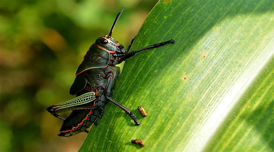 El chapulín de milpa: una posible solución alimenticia| Noticias ...